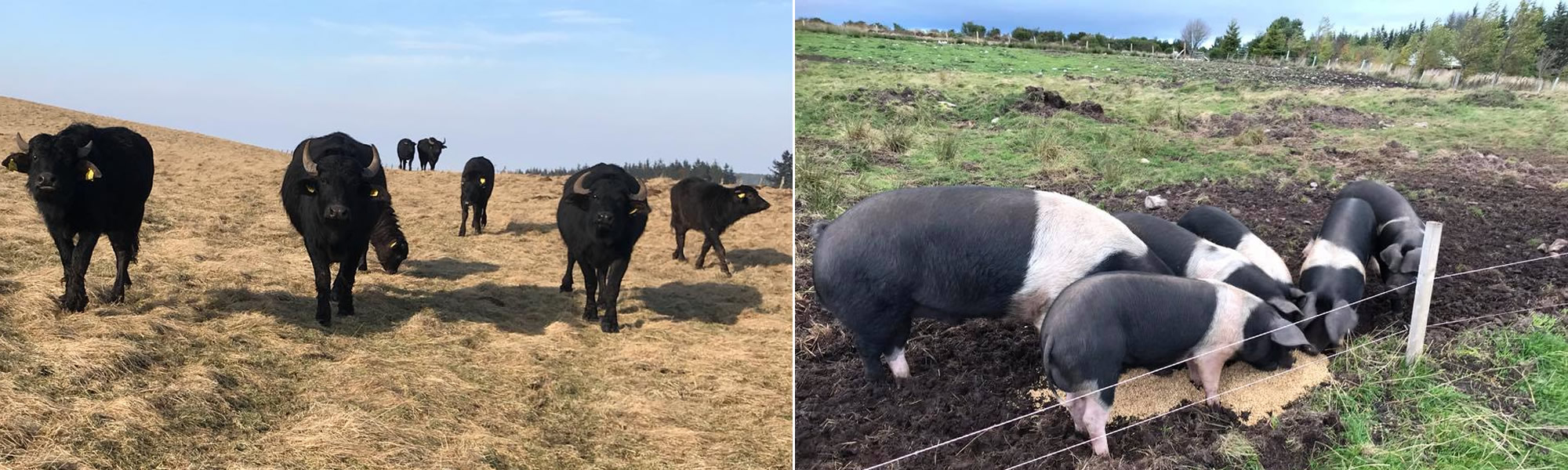 Thanks | Thorabella Buffalo Farm Moray Scotland