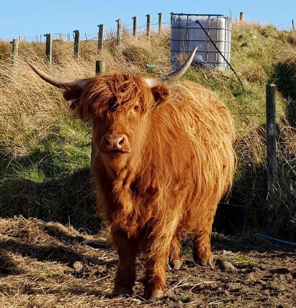 Farm Visits | Thorabella Buffalo Farm Moray Scotland