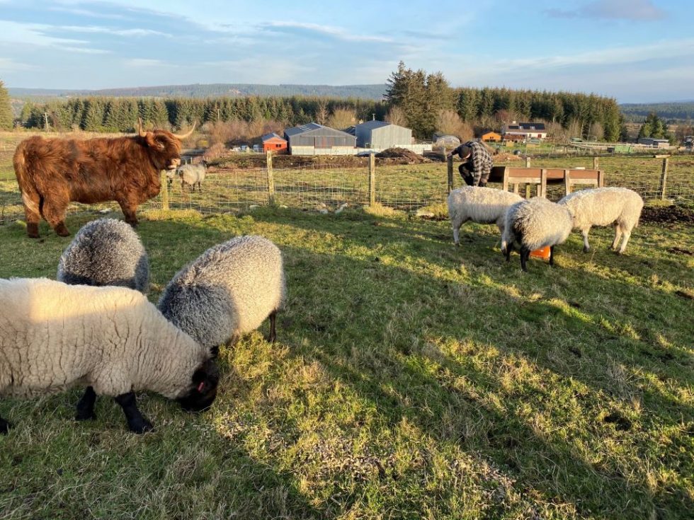 We buy our own Farm | Thorabella Buffalo Farm Moray Scotland